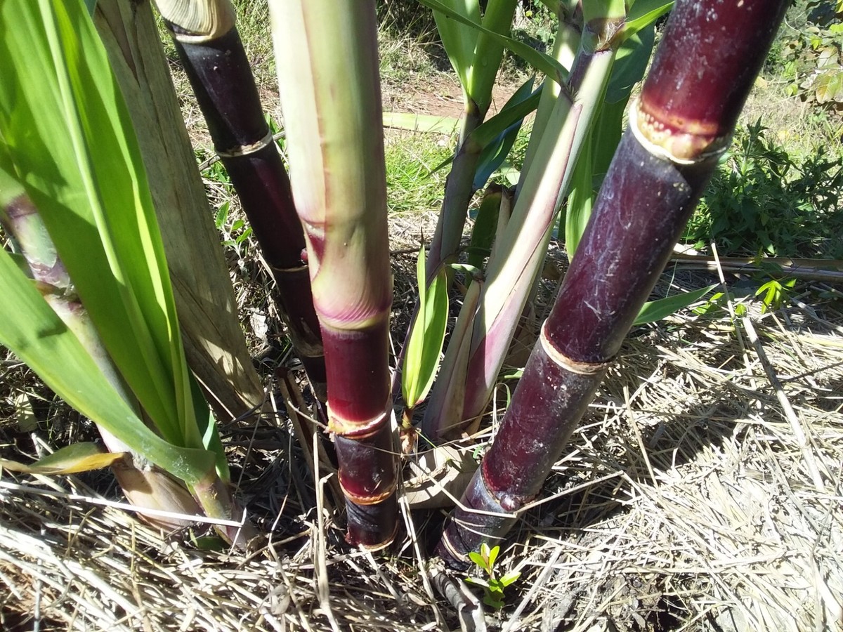Black Sugar Cane