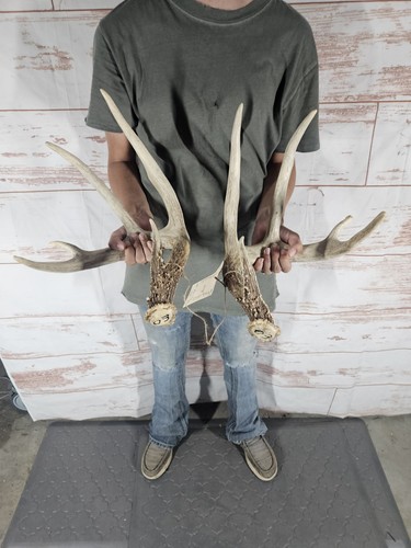 Wild 10 Point Whitetail Deer Antler Set Man Cave Shed Taxidermy 144" | eBay