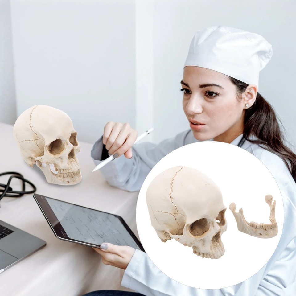 Human Skull Model Detachable Skull Head Model Anatomy Skull | eBay ...