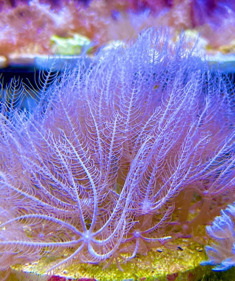 live coral Pink Waving Hand Anthelia (Frag 1,5'') by "coralSLover" | eBay