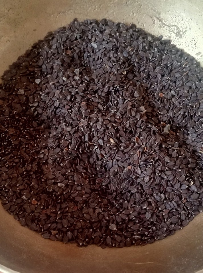 Wild Basil Or Himalayan Mint Or Ban Silam Seeds 200g | eBay UK