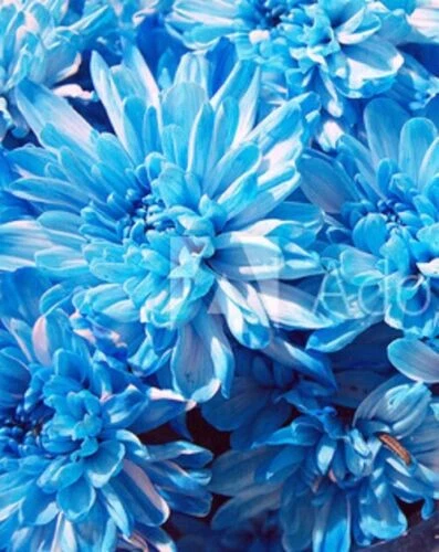 Blue Chrysanthemum Flower