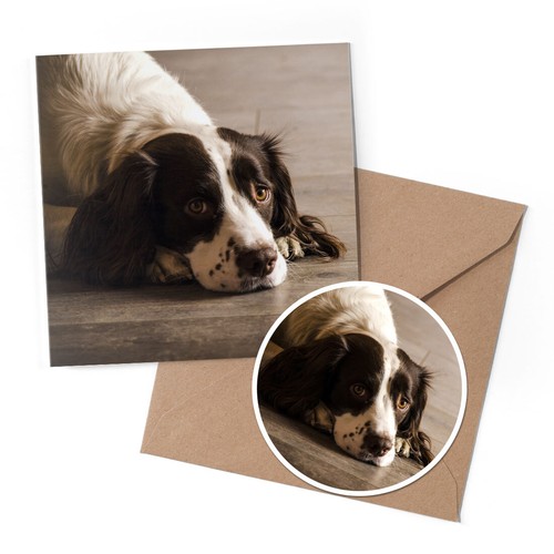1 x Greeting Card & 10cm Sticker Set - Springer Spaniel Dog Puppy ...