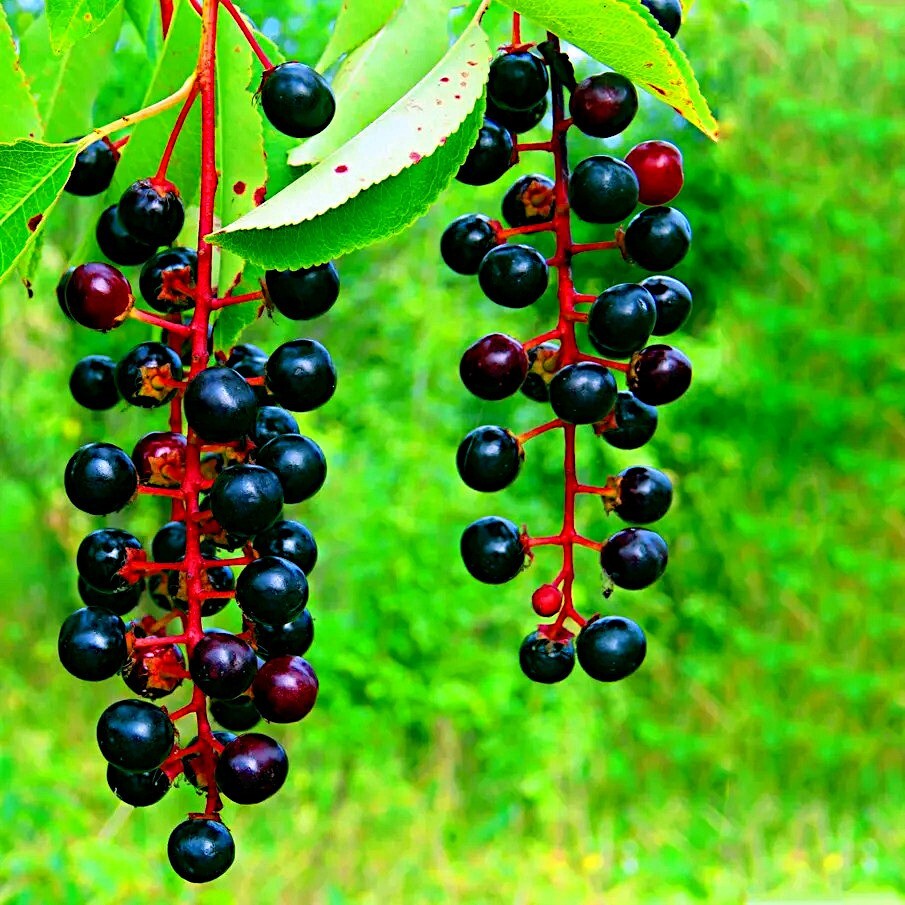 Black Cherry Tree Seeds (Prunus serotina) Hardy-3 Fast, Fall Color ...