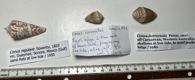 Conus Shells. 3 species. Great Shape. Very nice shells | eBay