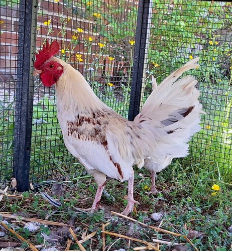 6+ Old English Game Bantam Project Line - Rare Silver Pyle OEBG | eBay