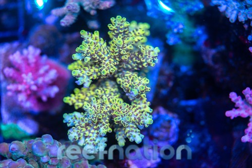 Reef Raft USA Pink Floyd ReefNation Coral Frag SPS Zoa LPS Paly Polyps ...