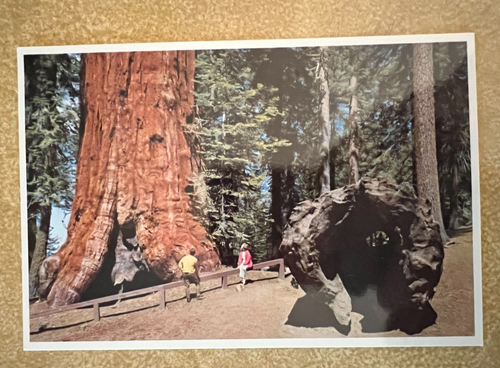 Postcard ~ 3092 ~ General Lee Tree ~ Kings Canyon National Park ...