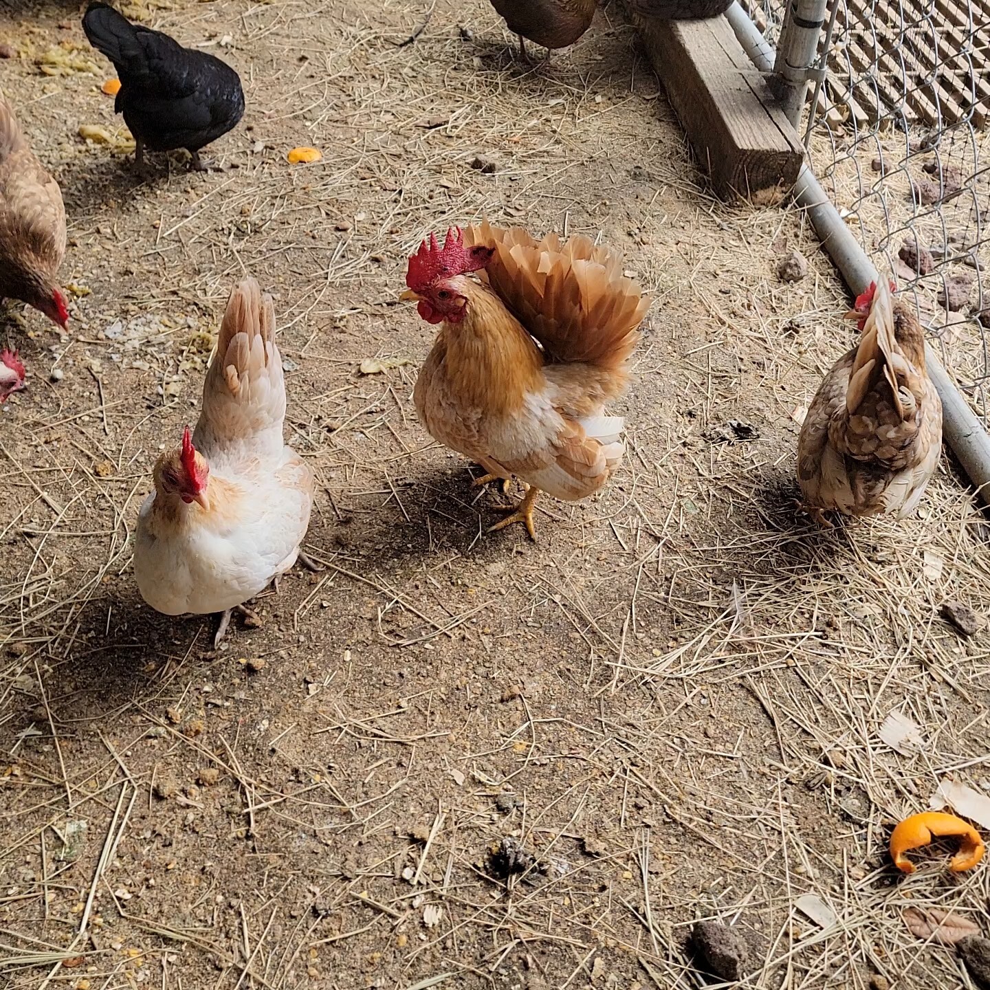 6 Serama Bantam Hatching Eggs 4-H Kikiriki Teacup Chicken | eBay