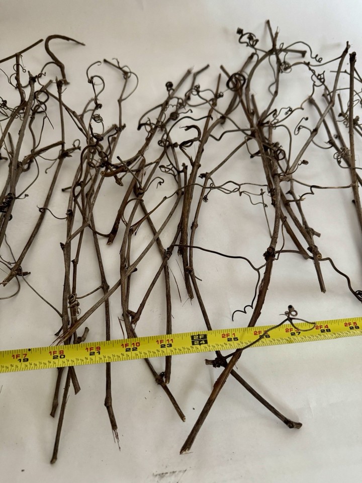 Huge Lot Of Grapevine tendrils & twigs Dried Natural floral Craft ...
