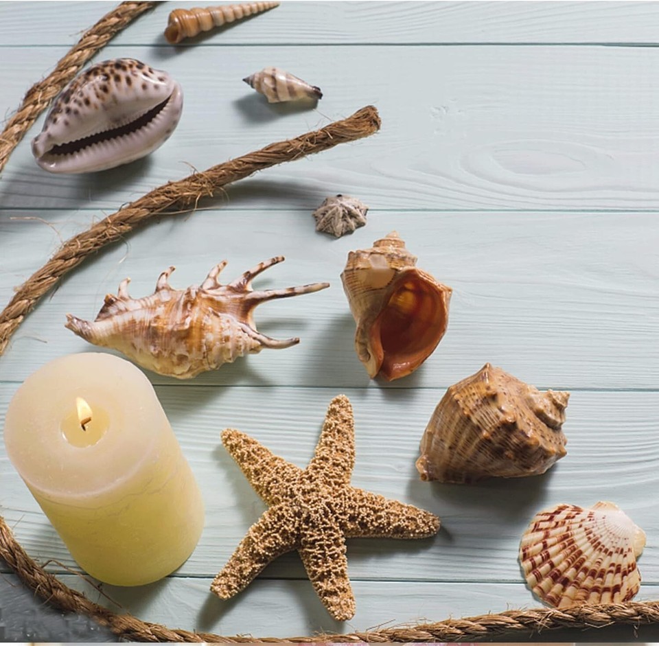 20 Conchas de mar grandes ara decorar conchas de playa mixtas estrella ...