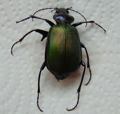 Genuine Real FREAK MUTATION Caterpillar Hunter Beetle Calosoma Spurred ...