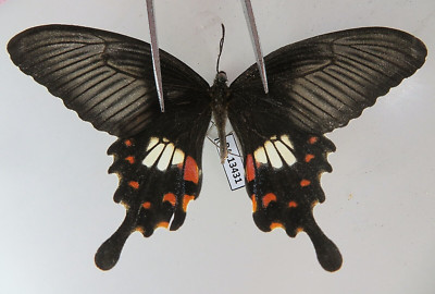 PA13431. Insects, butterflies: Papilio sp. Vietnam. Nghe An | eBay