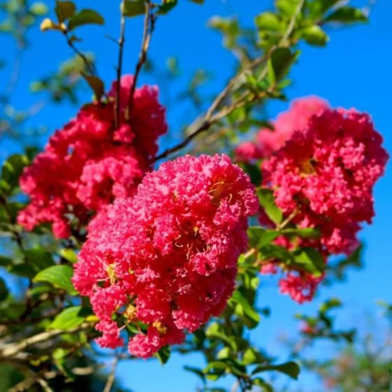 8 Cuttings Crape Myrtle Tree Heirloom Deep Rich Pink Color | eBay