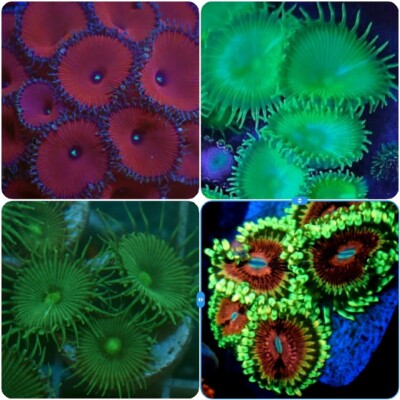 Soft Coral Zoa Starter frag pack Implosion Red Death Lime Chilli Toxic ...