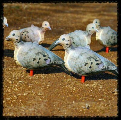 Cherokee Sports Pocket Rockets Inflatable Photoprinted Dove Decoys 3 ...