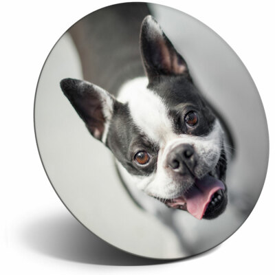 Awesome Fridge Magnet - Smiling Boston Terrier Dog Puppy Cool Gift ...