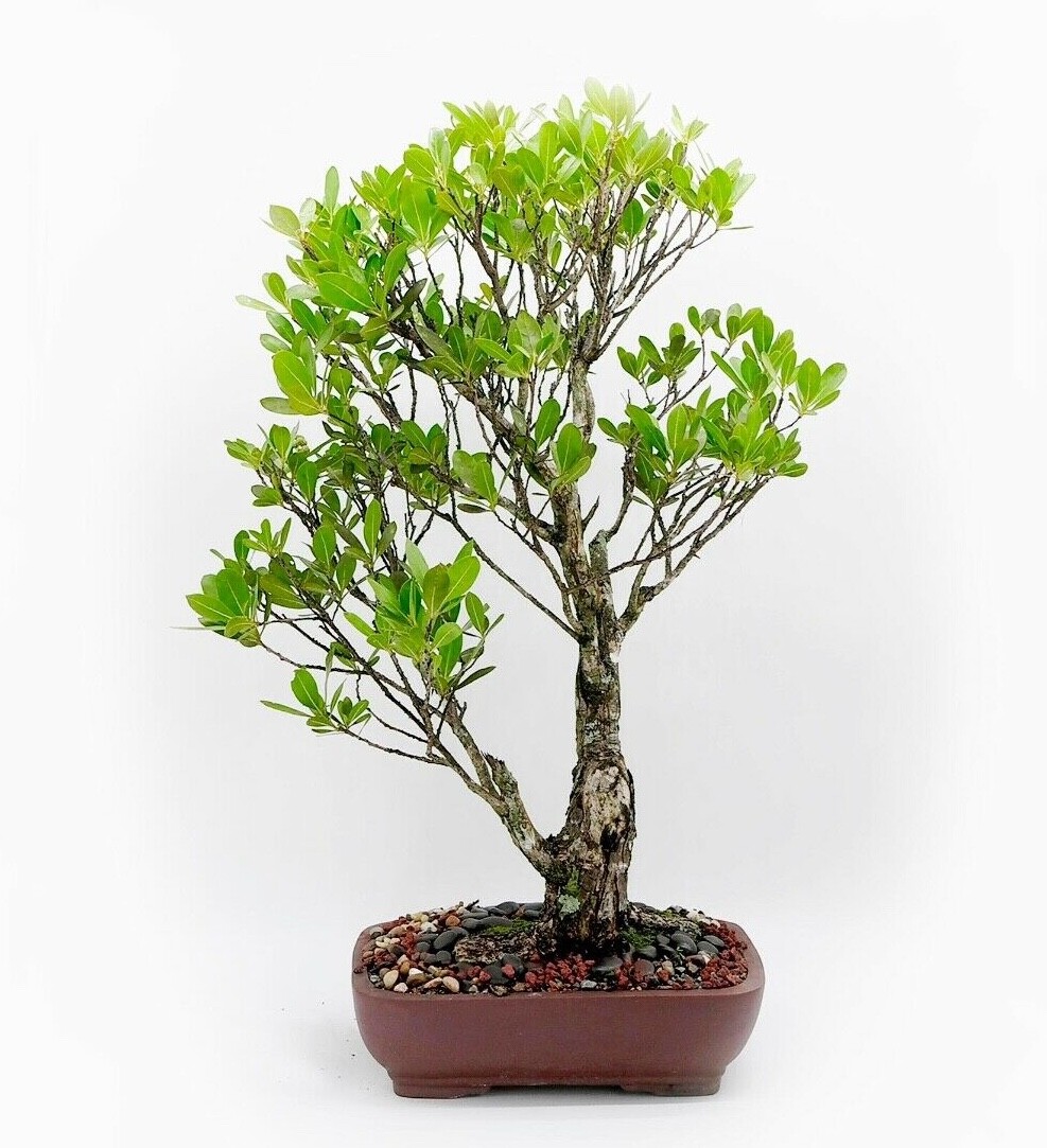 Oak Bonsai From Acorn A Better Photo. Quercus Garryana. 13 15 Years