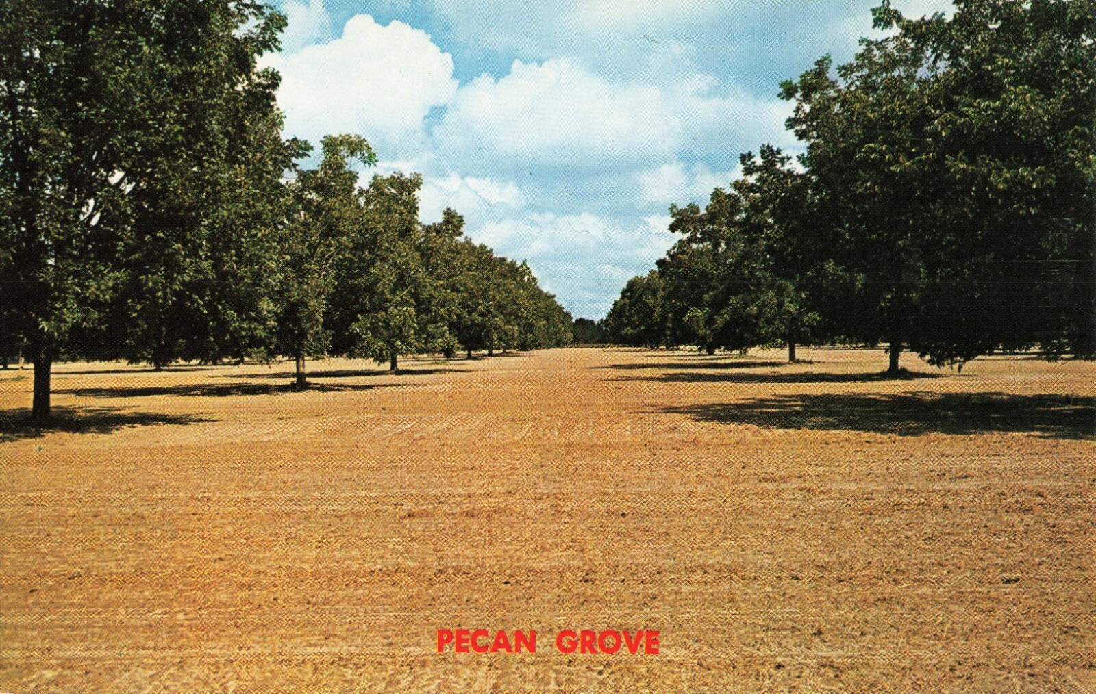 Postcard Pecan Grove Florida | eBay
