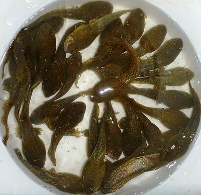 200 Lot Live Bullfrog Tadpoles-For Koi and Goldfish Pond PKF | eBay