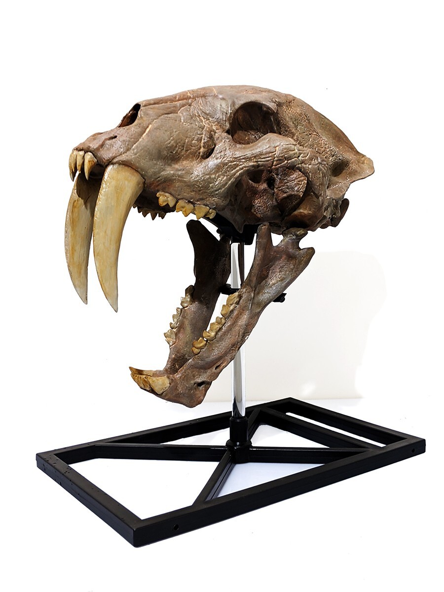 Machairodus saber-tooth cat skull, life-size replica with stand | eBay