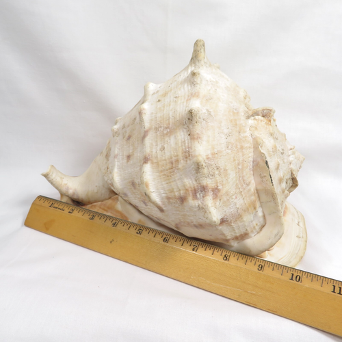 Yellow Helmet Seashell 10" Large Cassis Cornuta Sea Snail Shell Beach ...