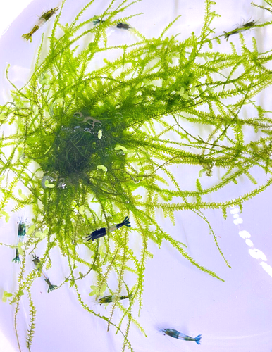 Green Rili Neocaridina Shrimp 10+ FREE USPS PRIORITY SHIPPING | eBay