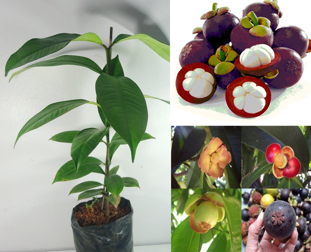 Mangosteen Tree