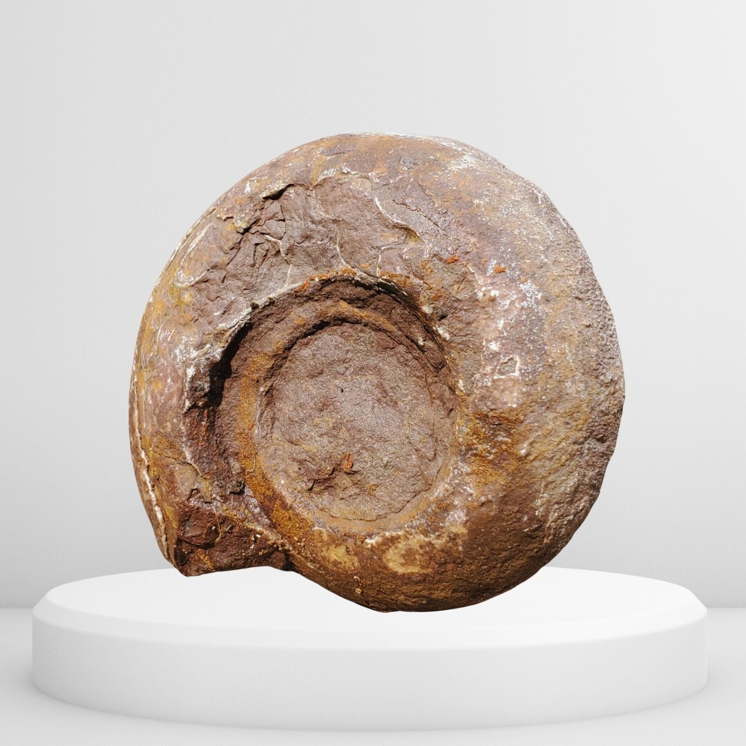 238GR PERFECT STURA CALCITE SLAB PERMIAN AMMONITE FOSSIL ROUGH MOLLUSCA ...