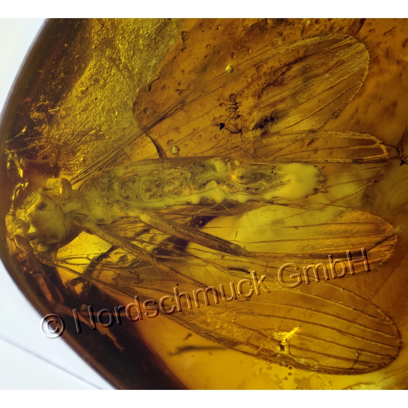 Bernstein Inkluse Inklusen Einschluss Insekt Grabwespe Spheciformes ...