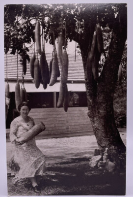 Forbidden Fruit Maude Arrested, Comic Humor Funny, Vintage Postcard | eBay