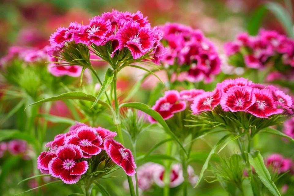 300-400 Sweet William Flower Seeds - Mixed Multi-Colors - USA - Free ...