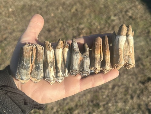5 Pre Historic Bison Teeth. Great Plains Buffalo Fossil Tooth. Ice Age ...