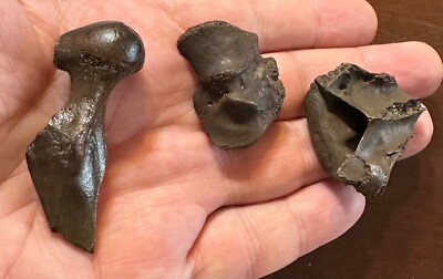 Rare fossil antelope femur vertebra tibia Capromeryx ea. Pleistocene ...