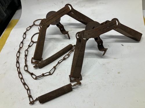 2 Victor No 2 Double Long Spring Traps with Teeth / Serrated Edge Jaws ...