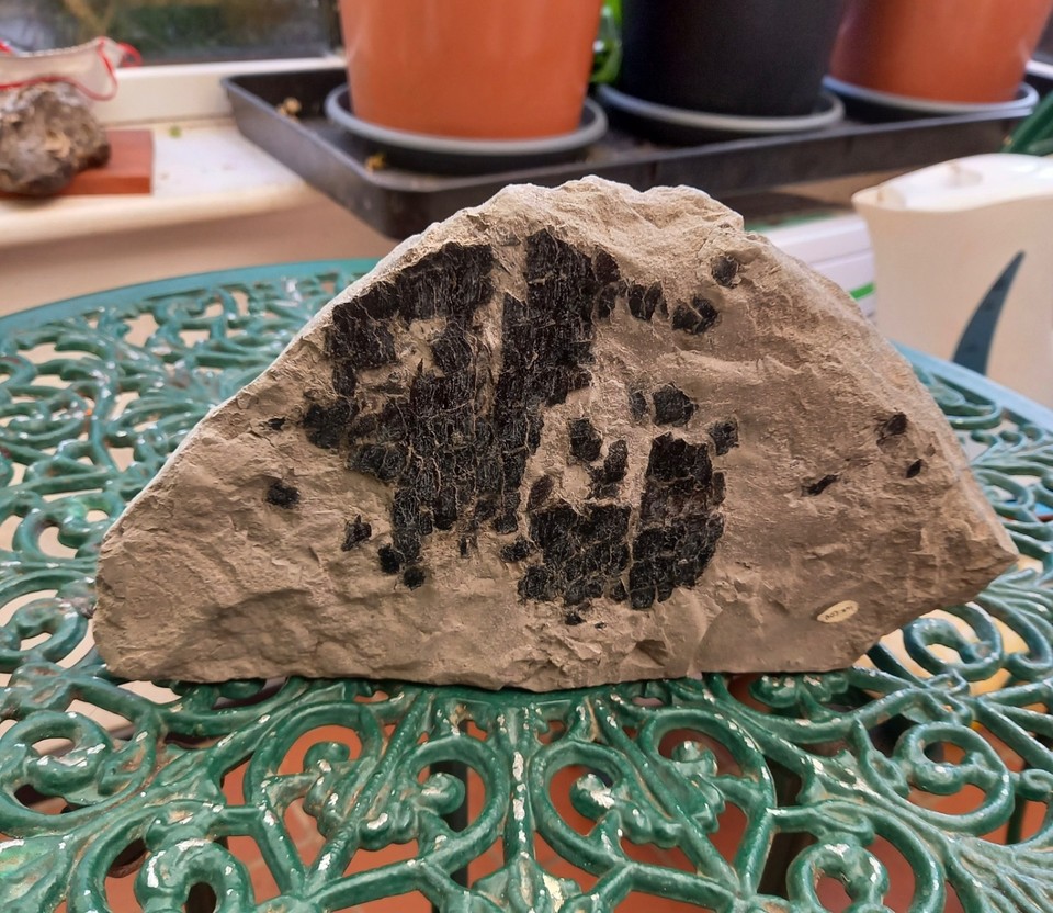 Fossil ganoid fish Charmouth Jurassic Lias ?Dapedium, rare from ...