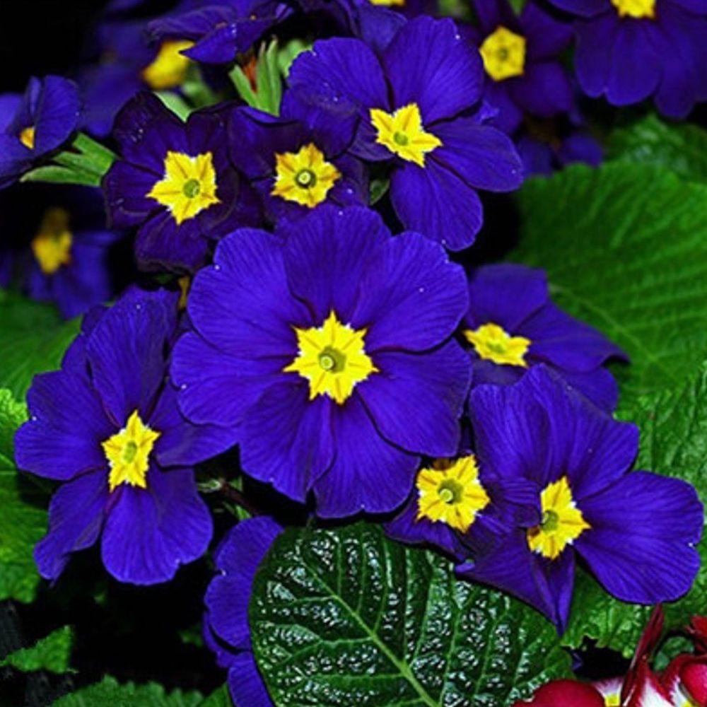 Blue Primrose Flower