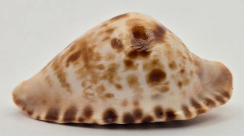 Cypraeidae Zoila Marginata Marginata - 53.23 mm Wow - Superb Color & Pattern | eBay