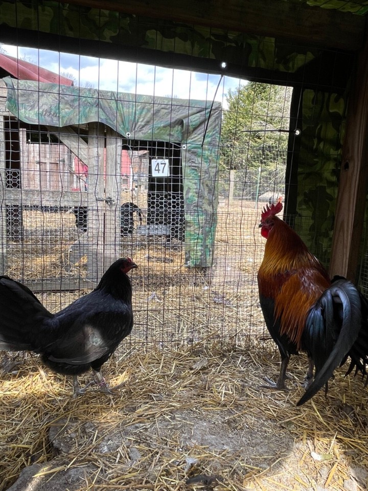 10+ Mel Sims Black/Brown Red Gamefowl Hatching Eggs | eBay