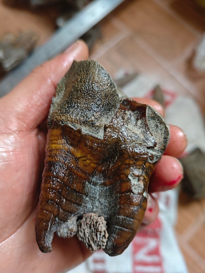 Exquisite Tooth Fossils from the Ice Age - Ancient Fossil Specimen | eBay