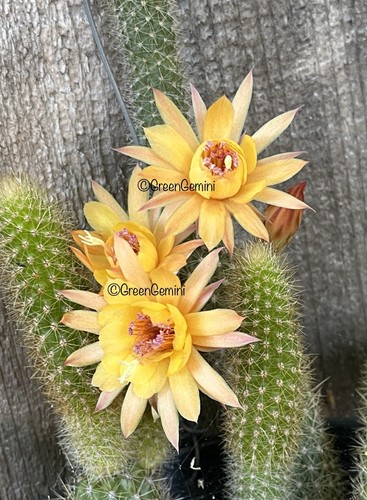 HUMKES KLEINE GELBE Hildewintera Rare European Hybrids Cactus ...