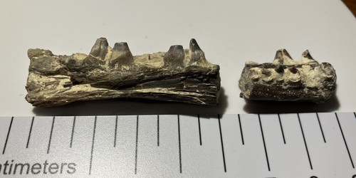 Fossil Fish Jaw Tooth Teeth Lot Kansas Cretaceous Niobrara Chalk Rare 2 ...