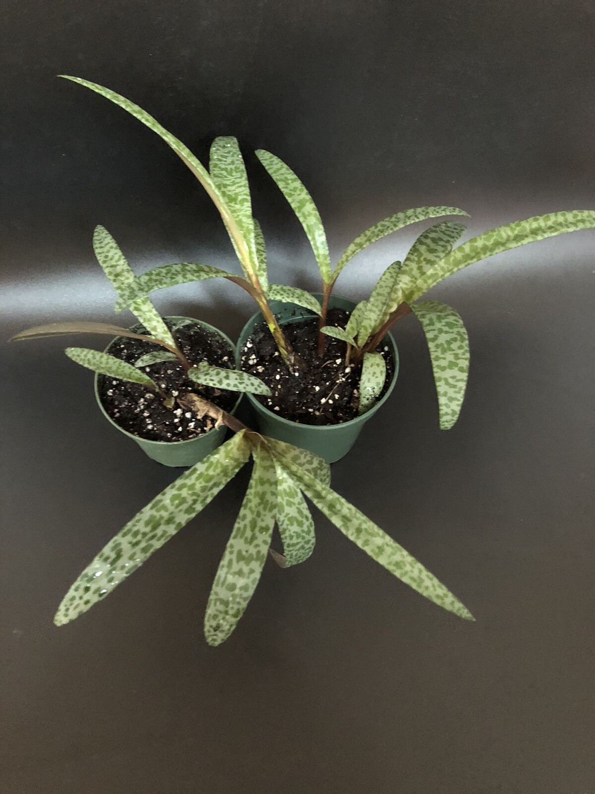 leopard lily succulent violacea 4” | eBay