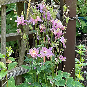 Dizzy Bees Urban Garden | eBay Stores