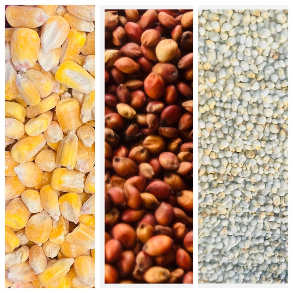 Red & White Guinea Corn, Millet , Yellow Corn, White Corn & Soya Beans ...