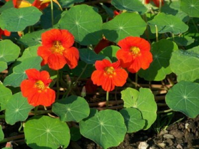 20 graines de GRANDE CAPUCINE (Tropaeolum Majus)G373 NASTURTIUM SEEDS ...