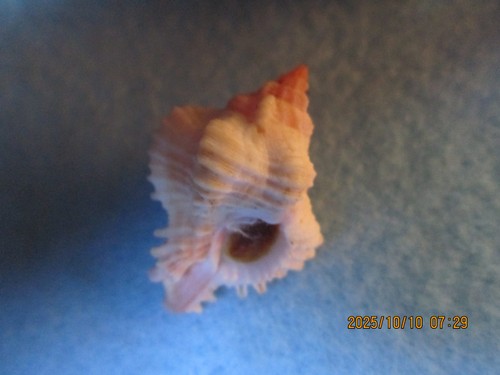 Murex (Chicoreus) thomasi w/o 33 mm cream with pink attractivePRIVATE ...