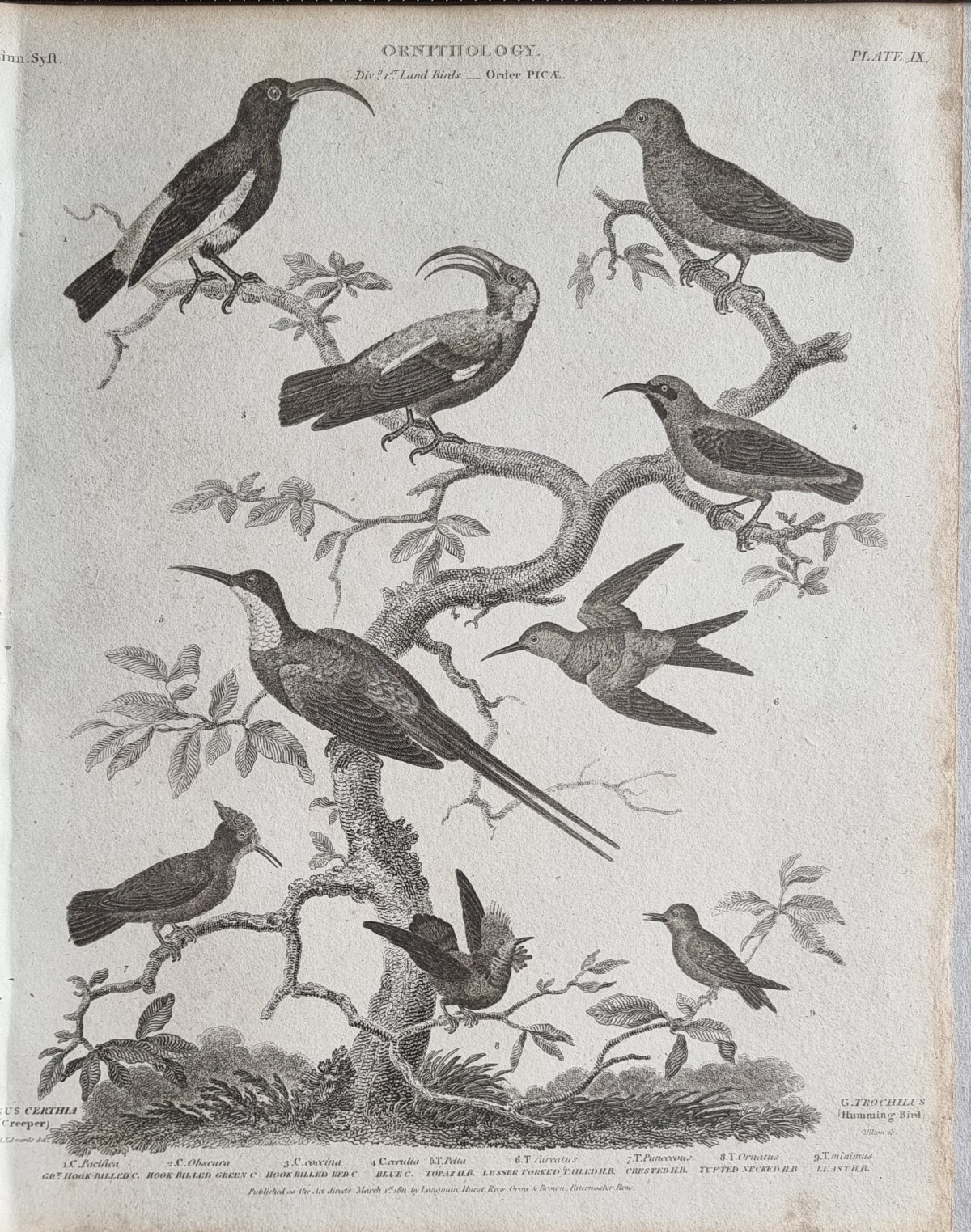 1811 DATED ANTIQUE BIRD PRINT ORNITHOLOGY CREEPER HOOK BILLED TOPAZ ...