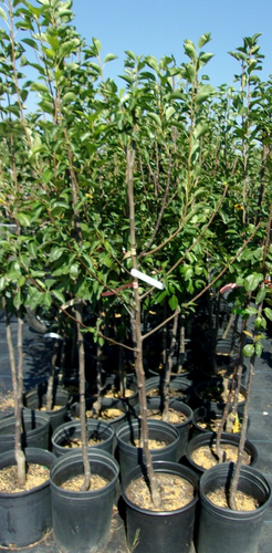 HOOD PEAR 4-6 FT Tree New Plant Healthy Sweet Fruit Trees Pears Plants ...