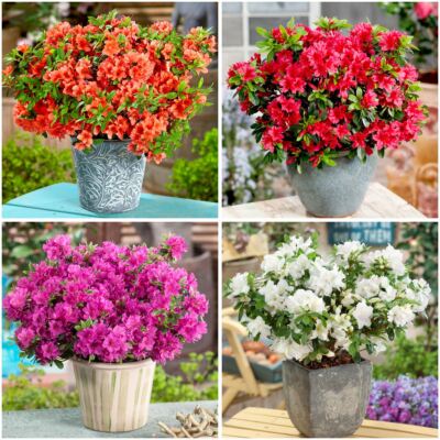 [x4] Dwarf Japanese Azalea Collection | Variety-Pack | Pot Plants ...
